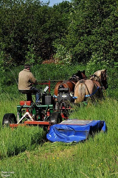 Percheron International: La Fauche Gagne Du Terrain