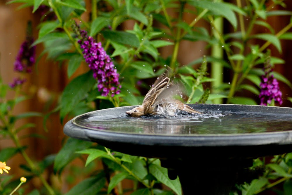 Camera Guy Zack: Splish Splash I was Taking a Bath
