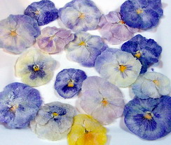 Sugar Coated: Edible Flowers: Pansy