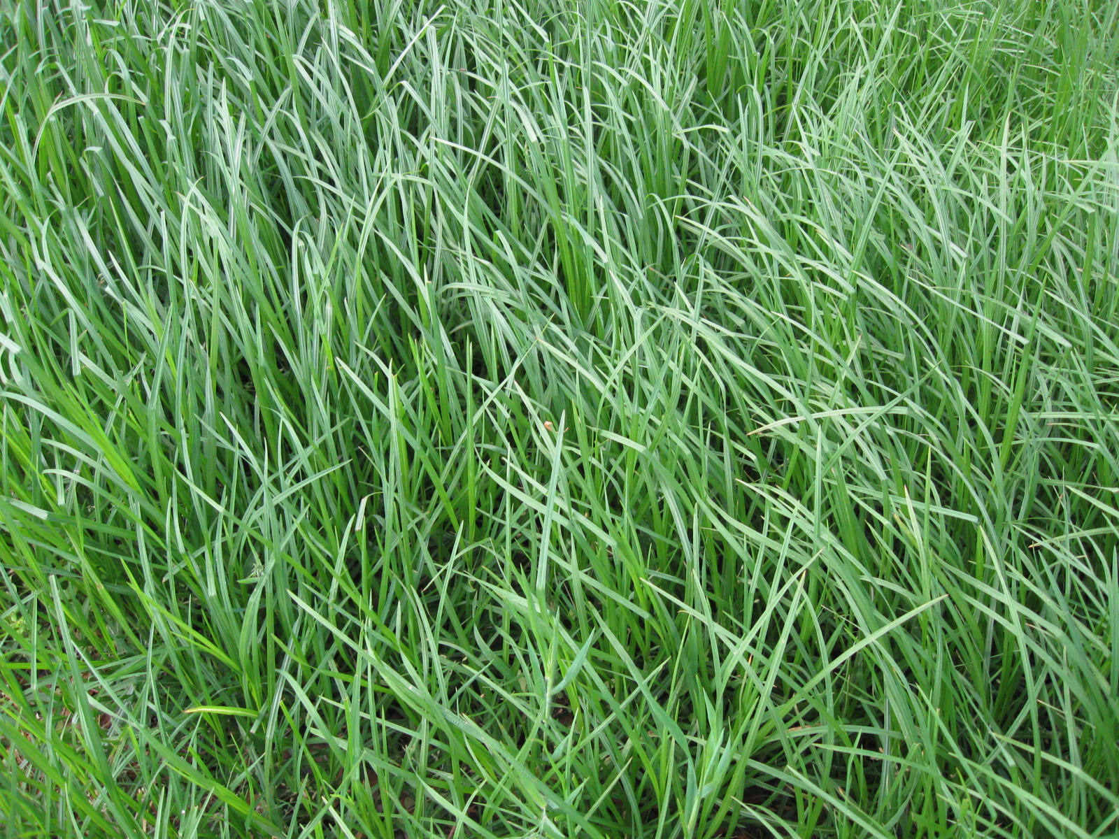 Shots that Snap!: Grass: Color, Texture, Pattern