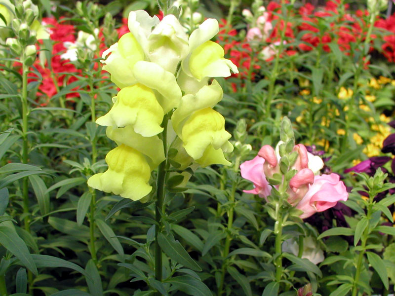 My Cup Runneth Over...: Mizo pangpar te leh an Sap hming