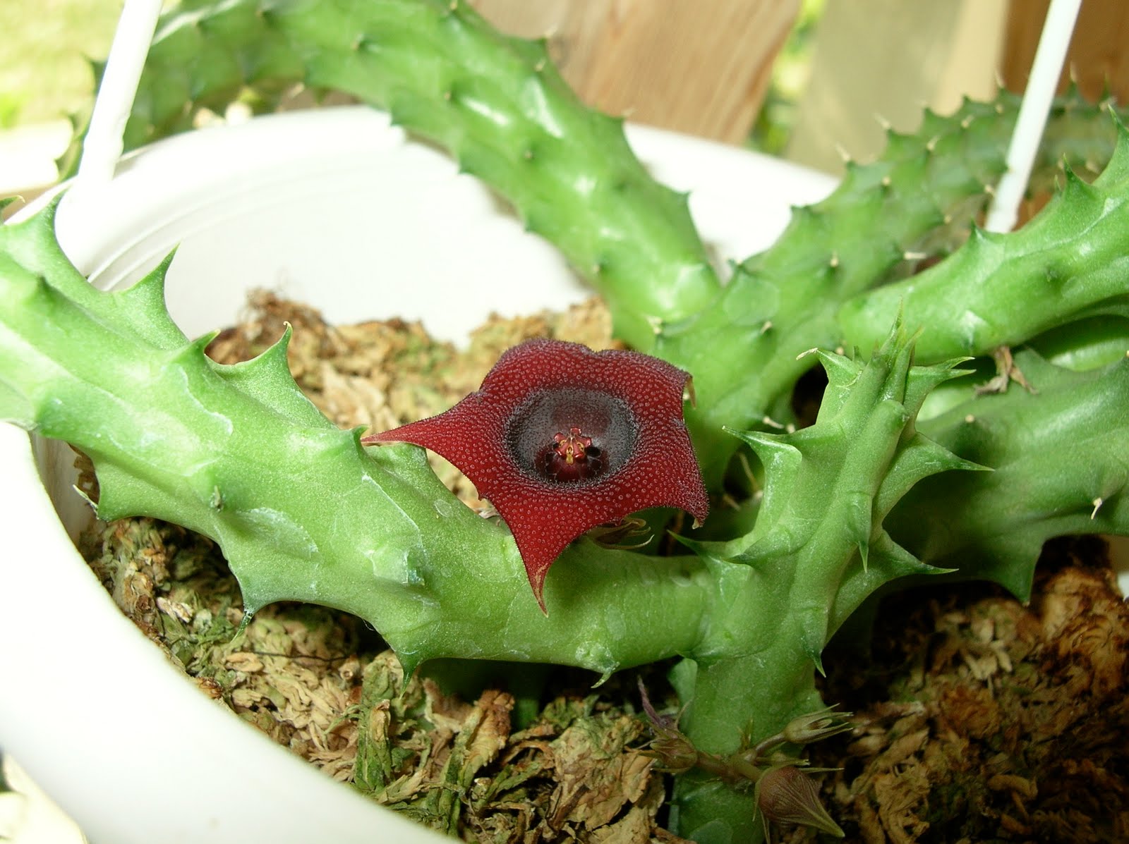 The Plant Geek Chronicles: In Bloom: Huernia and Fire Magic