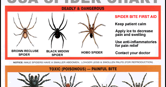 Top of Texas Gazette: Free Spider Chart