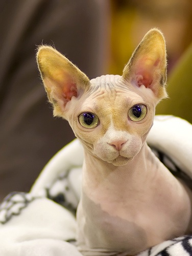 CATS: Sphynx cats
