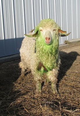 Dispatches from Can of Duck: Green Goats Gallivanting