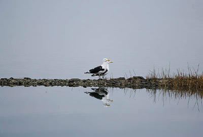 MERI JA EESTIMAA: Merikajakas Larus marinus.