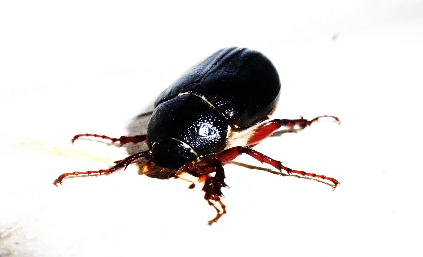 THE MITCHELL'S: Mississippi Spring/Summer Weather = BUGS