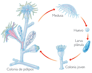 REPRODUCCION EN ANIMALES: REPRODUCCION SEXUAL Y ASEXUAL.