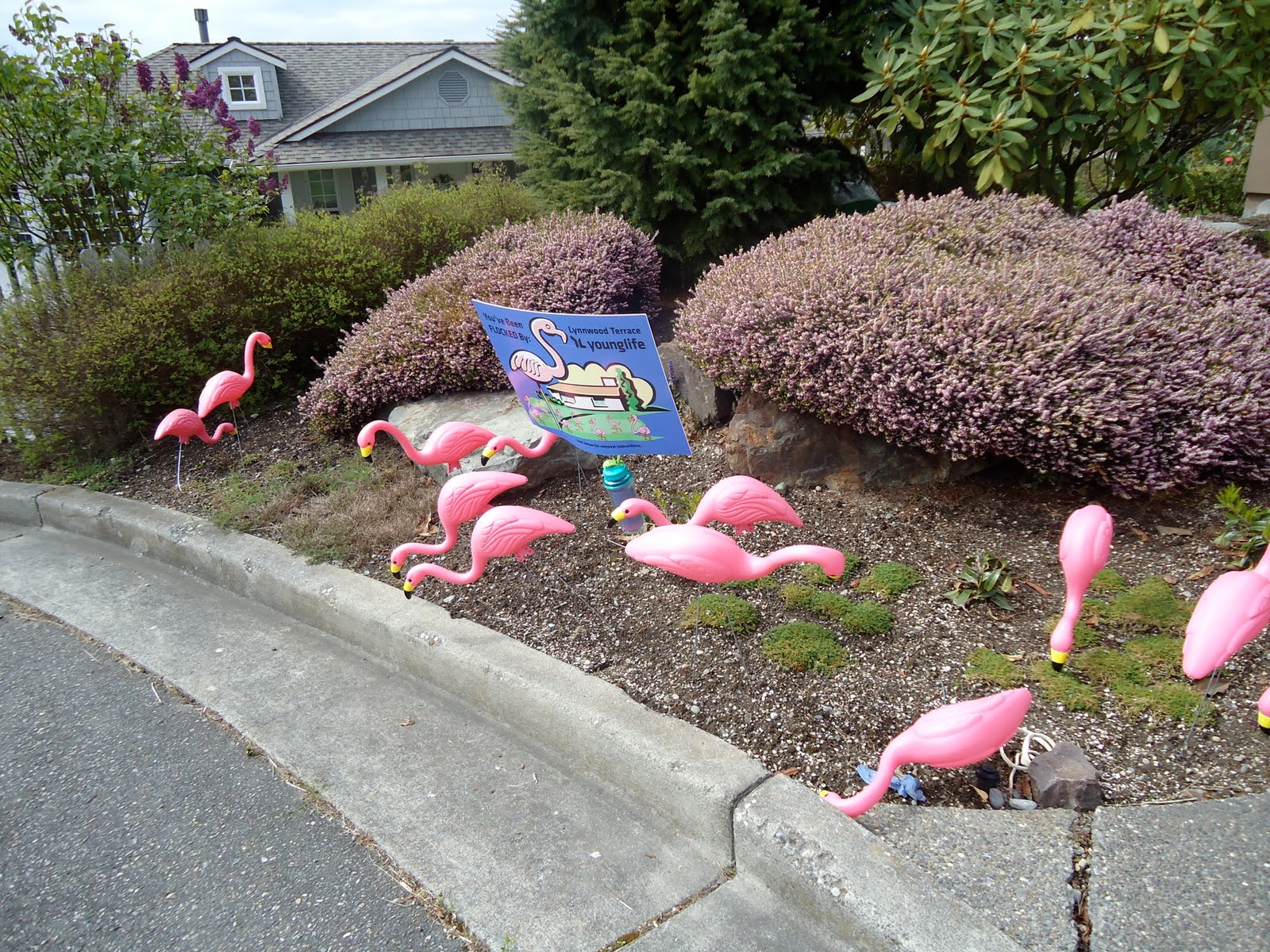 Flamingo Flocking: A Flamingo Parade