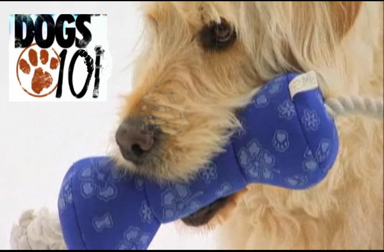 Bocker's Favorite Things: About Me