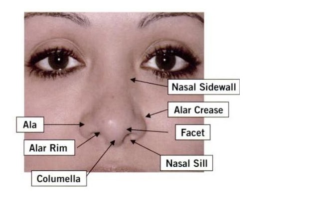 Nose Diagram With Labels