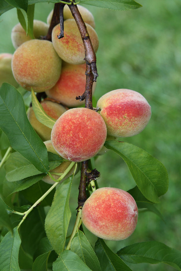 Behind the Scenes: Peaches in Our Orchard