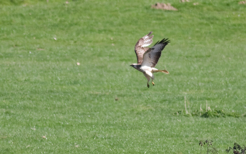 Wright's Wanderings: Pale Common Buzzard, Rutland