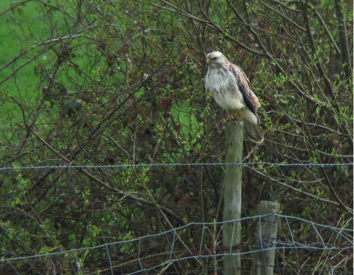 Wright's Wanderings: Pale Common Buzzard, Rutland