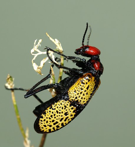 Arizona: Beetles, Bugs, Birds and more: Springtime Blister Beetles of ...