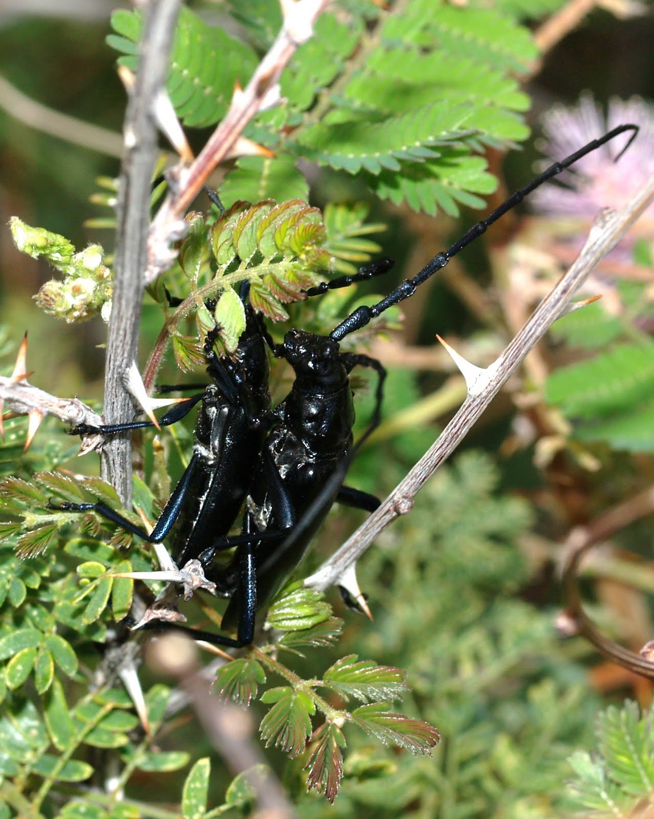 Arizona: Beetles, Bugs, Birds and more: Diplotaxis pumila in Madera ...