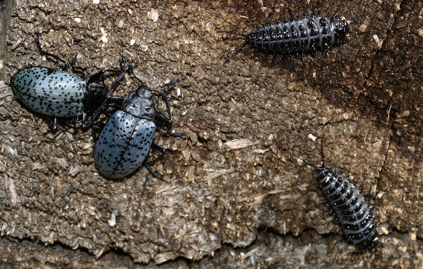 Arizona: Beetles, Bugs, Birds and more: A 'Young Beetle', Complete ...
