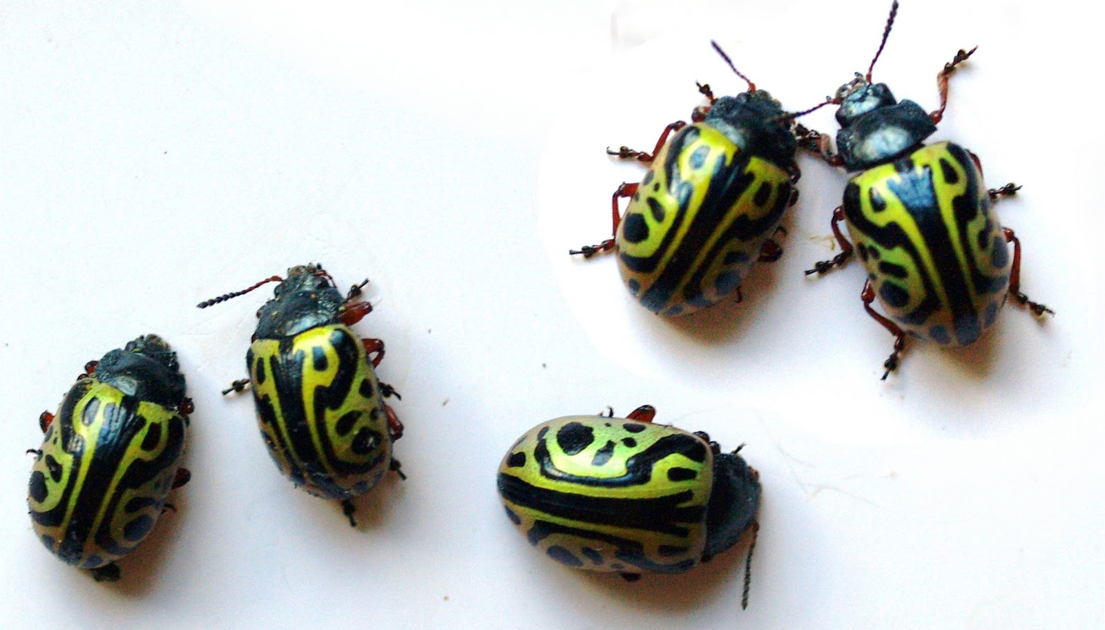 Arizona: Beetles, Bugs, Birds and more: Color-changing Leaf Beetles