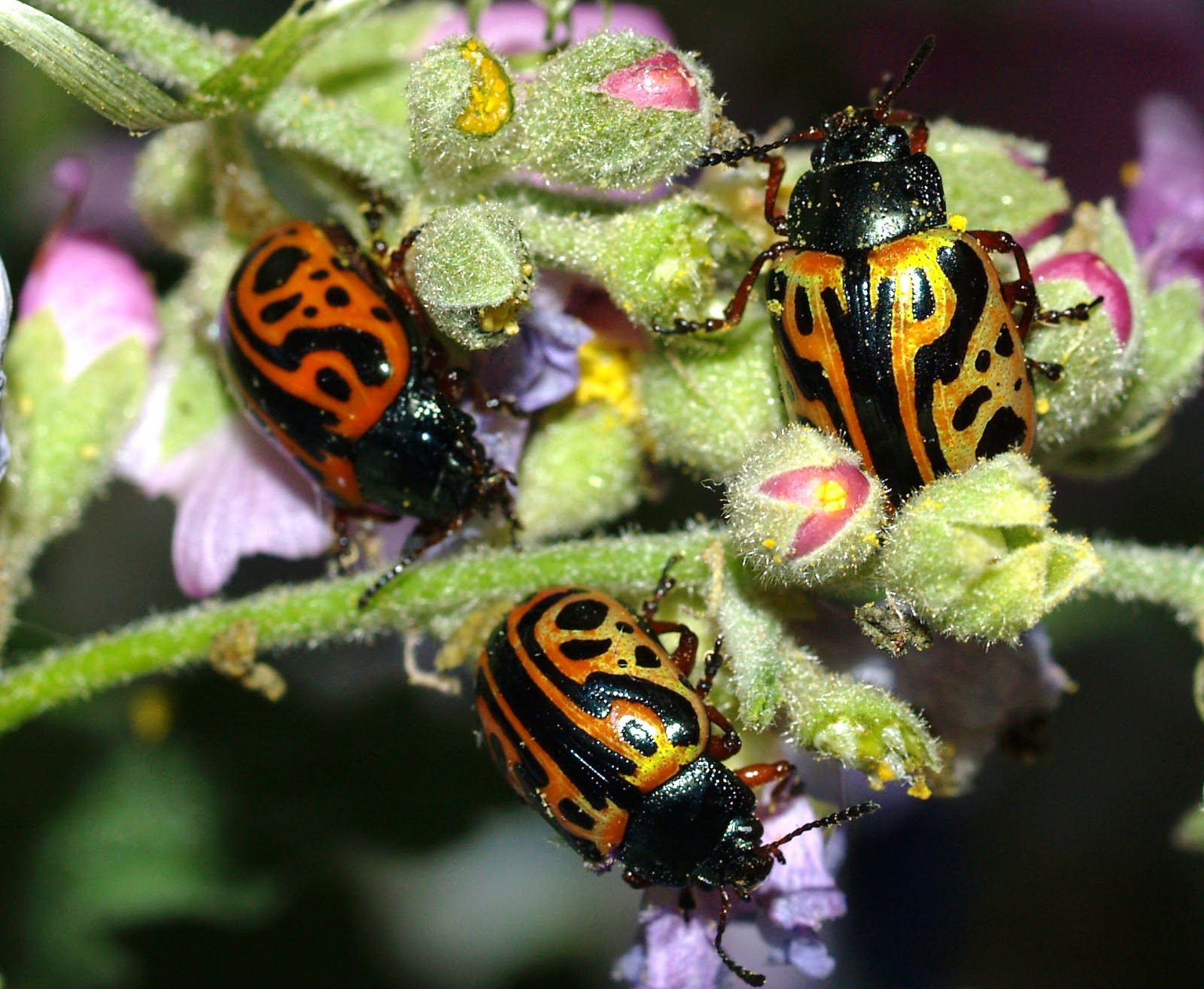 Arizona: Beetles, Bugs, Birds and more: Color-changing Leaf Beetles