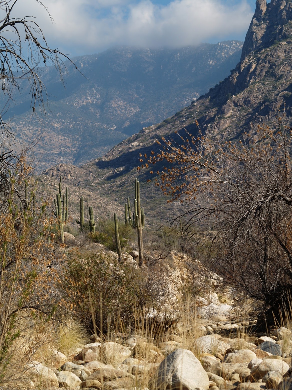 Arizona: Beetles, Bugs, Birds and more: Catalina State Park, Tucson ...