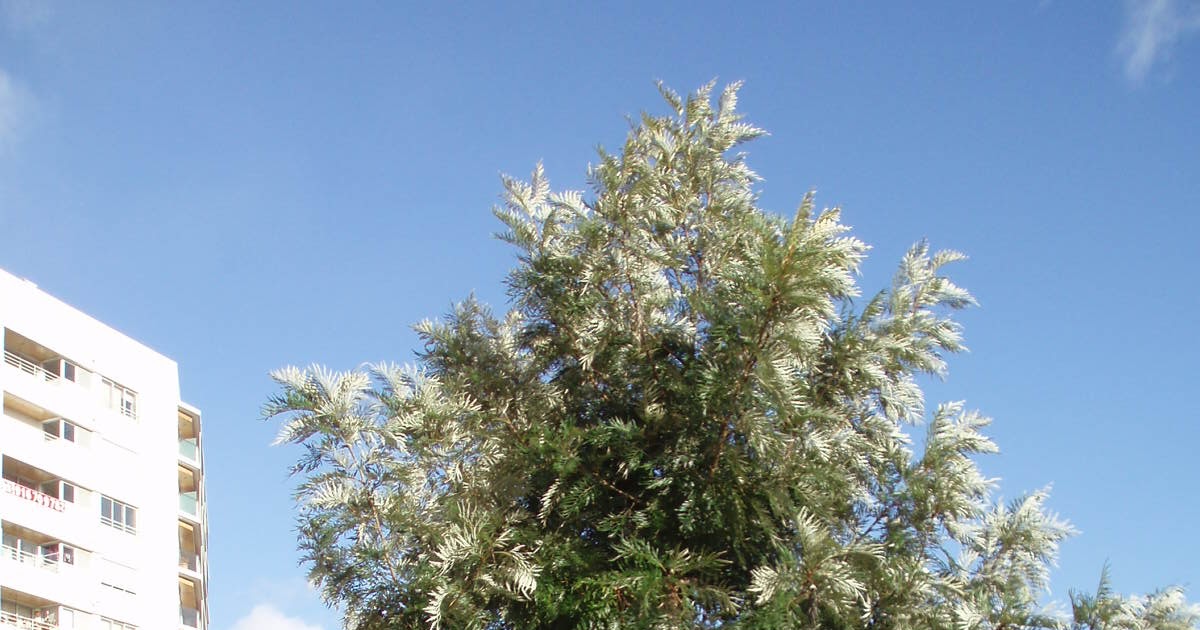 Árvores da minha rua: Grevília (Grevillea robusta)
