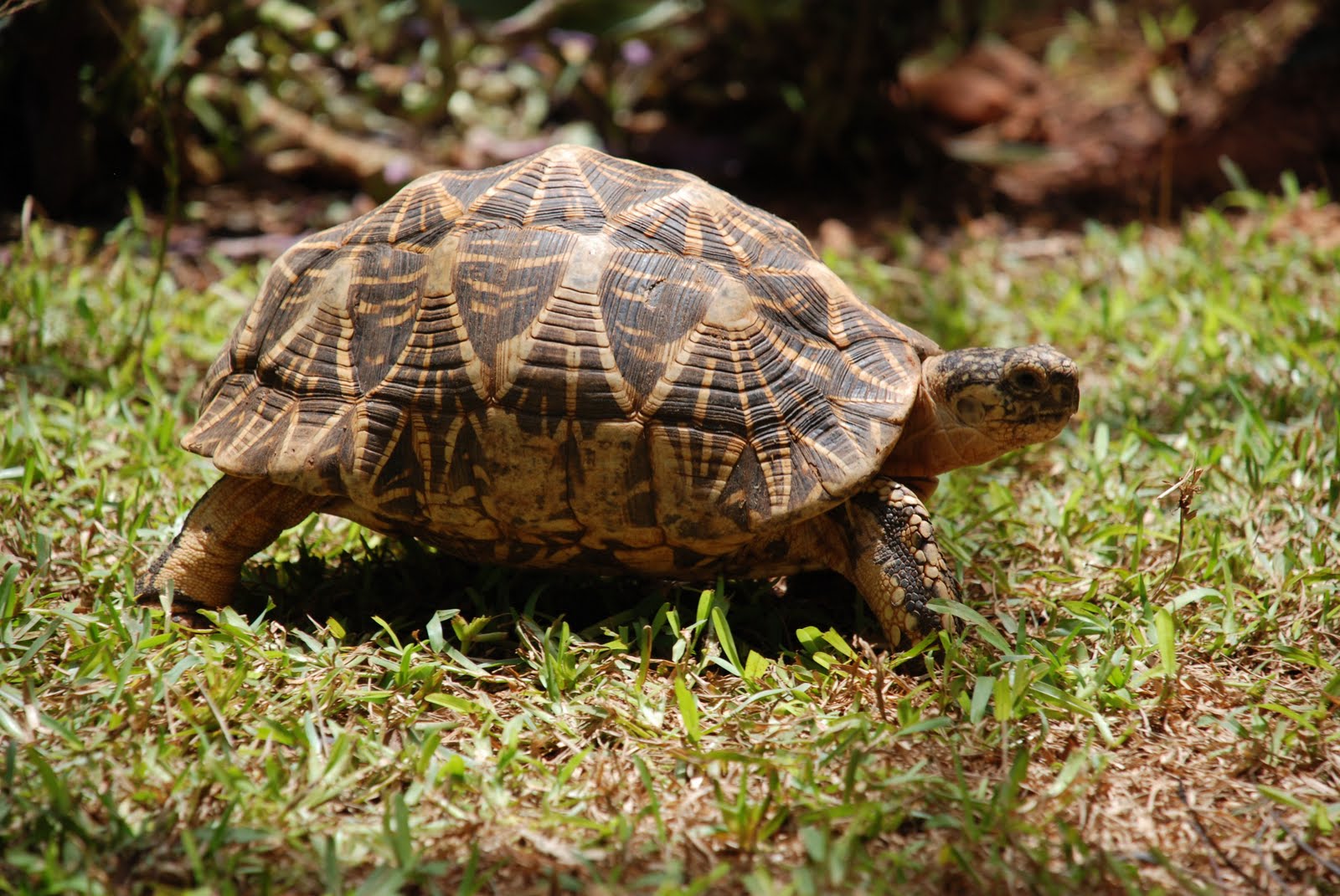 Bussy Go!!: Turtles, Tortoises and Lizards!