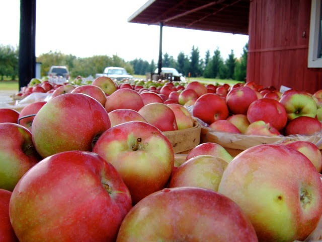 Ontario Apples | Rachelle Eats Food
