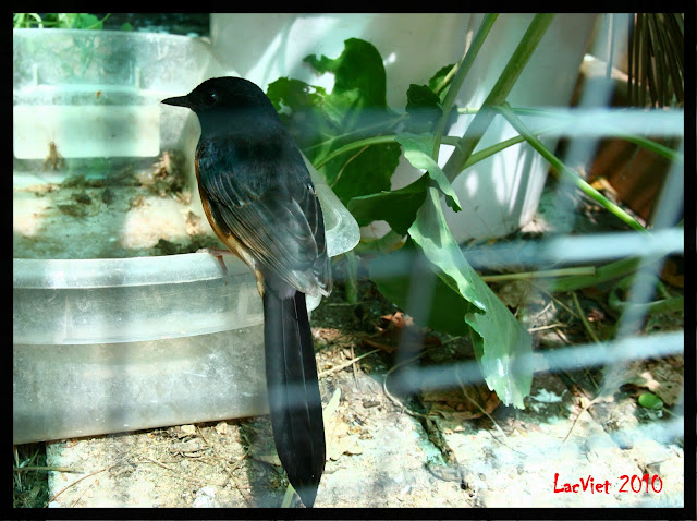 White-rumped Shama (Copsychus malabaricus)- Chích Chòe Lửa- of LacViet ...