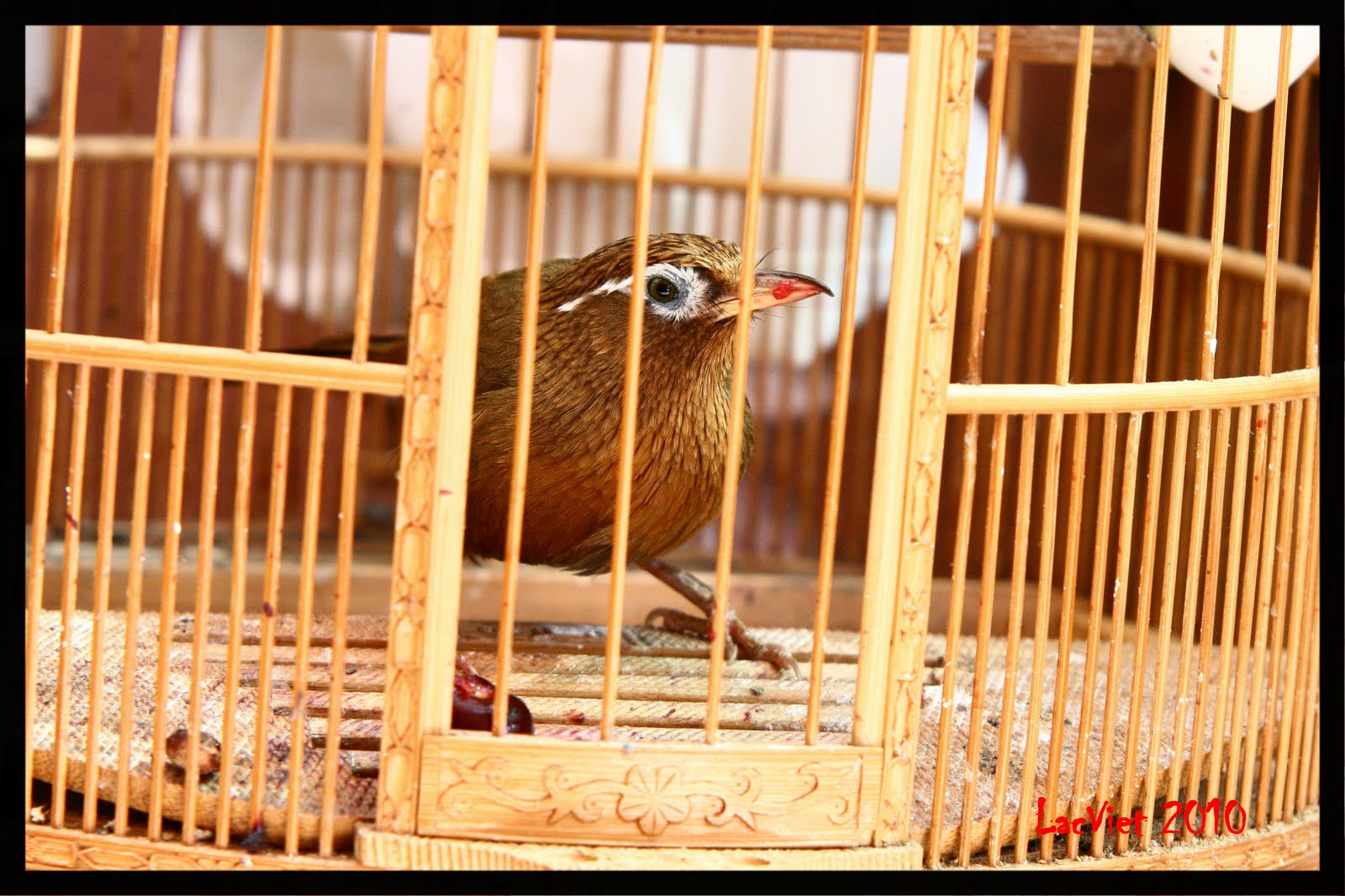 White-rumped Shama (Copsychus malabaricus)- Chích Chòe Lửa- of LacViet ...
