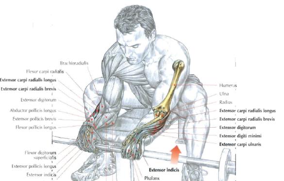 Culturism-antrenament-nutritie