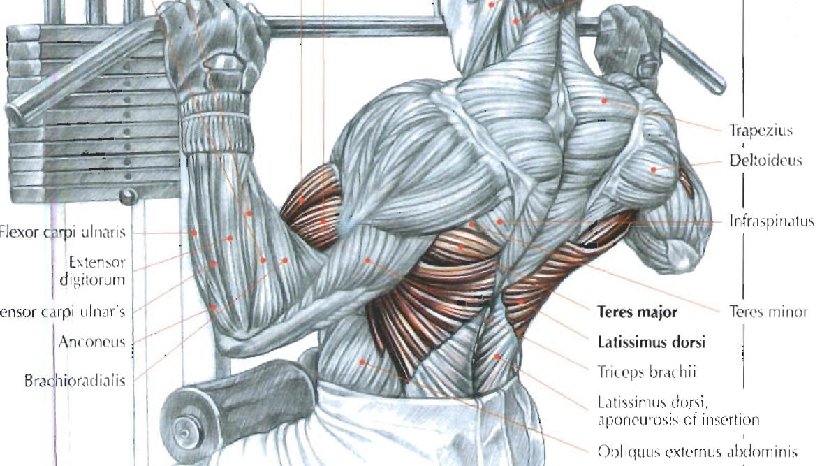 Culturism-antrenament-nutritie: spate