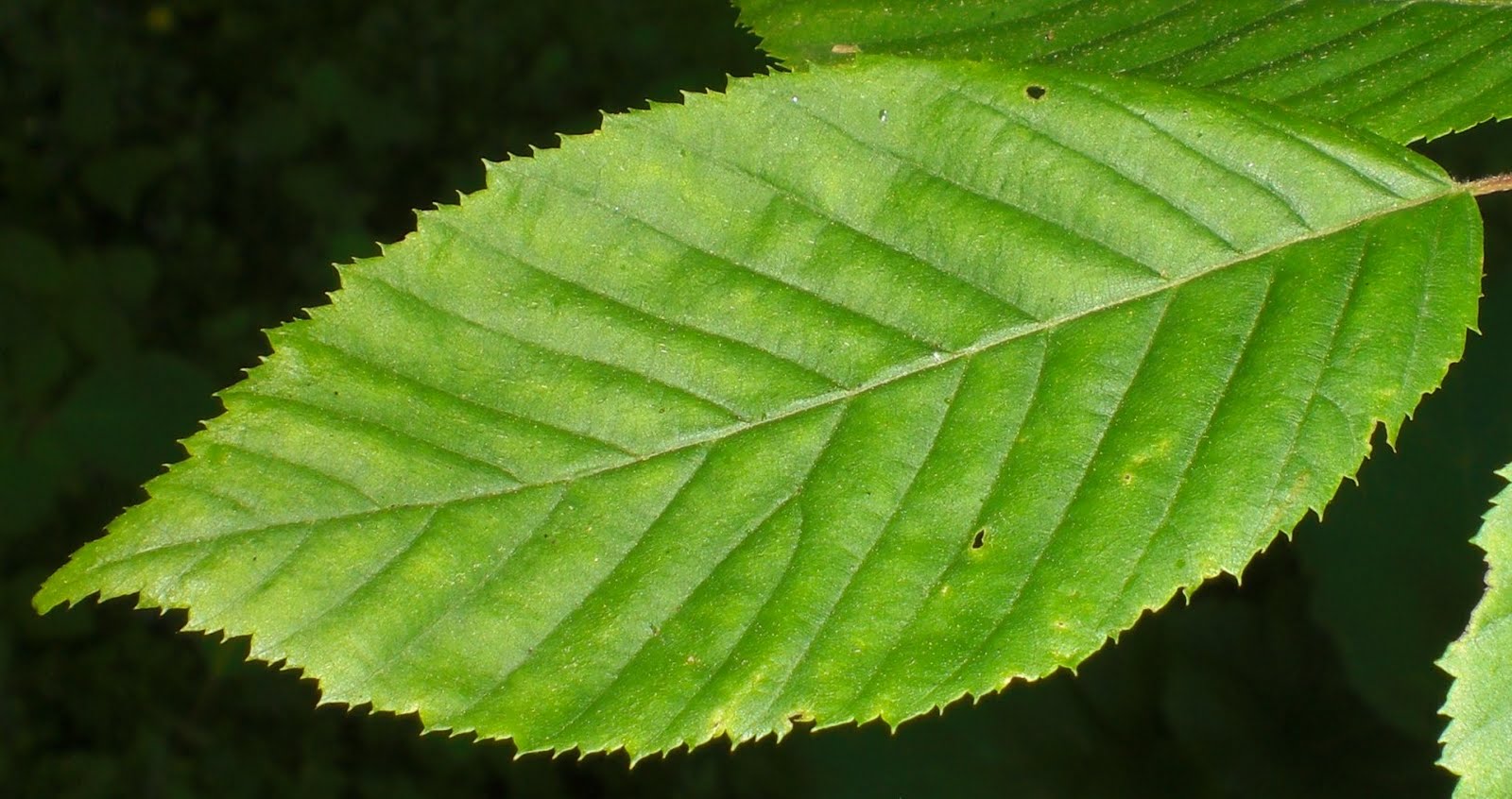 Tom's Trees: Musclewood (Carpinus caroliniana)