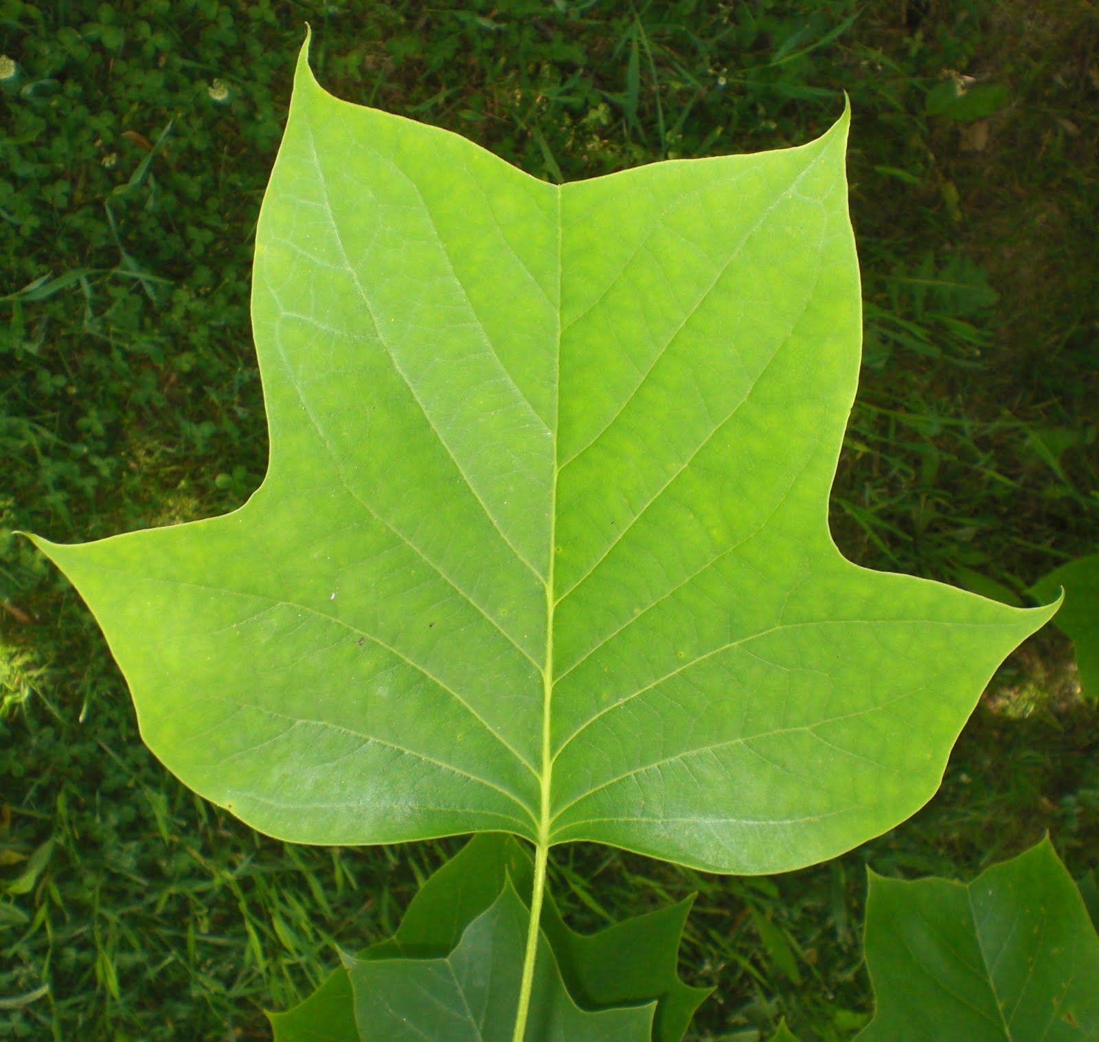 Toms Trees American Tulip Tree Liriodendron Tulipifera