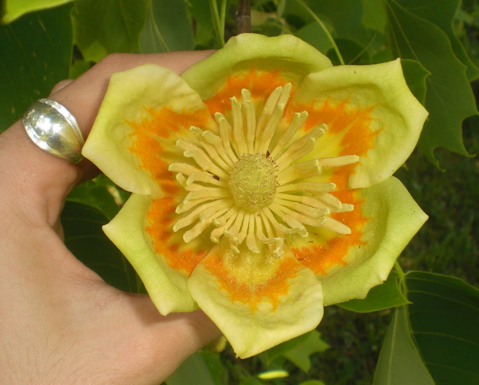 Tom's Trees: American Tulip-Tree (Liriodendron Tulipifera)