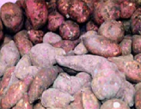 disini-blogku: Sejarah Ubi Jalar /Ketela Rambat