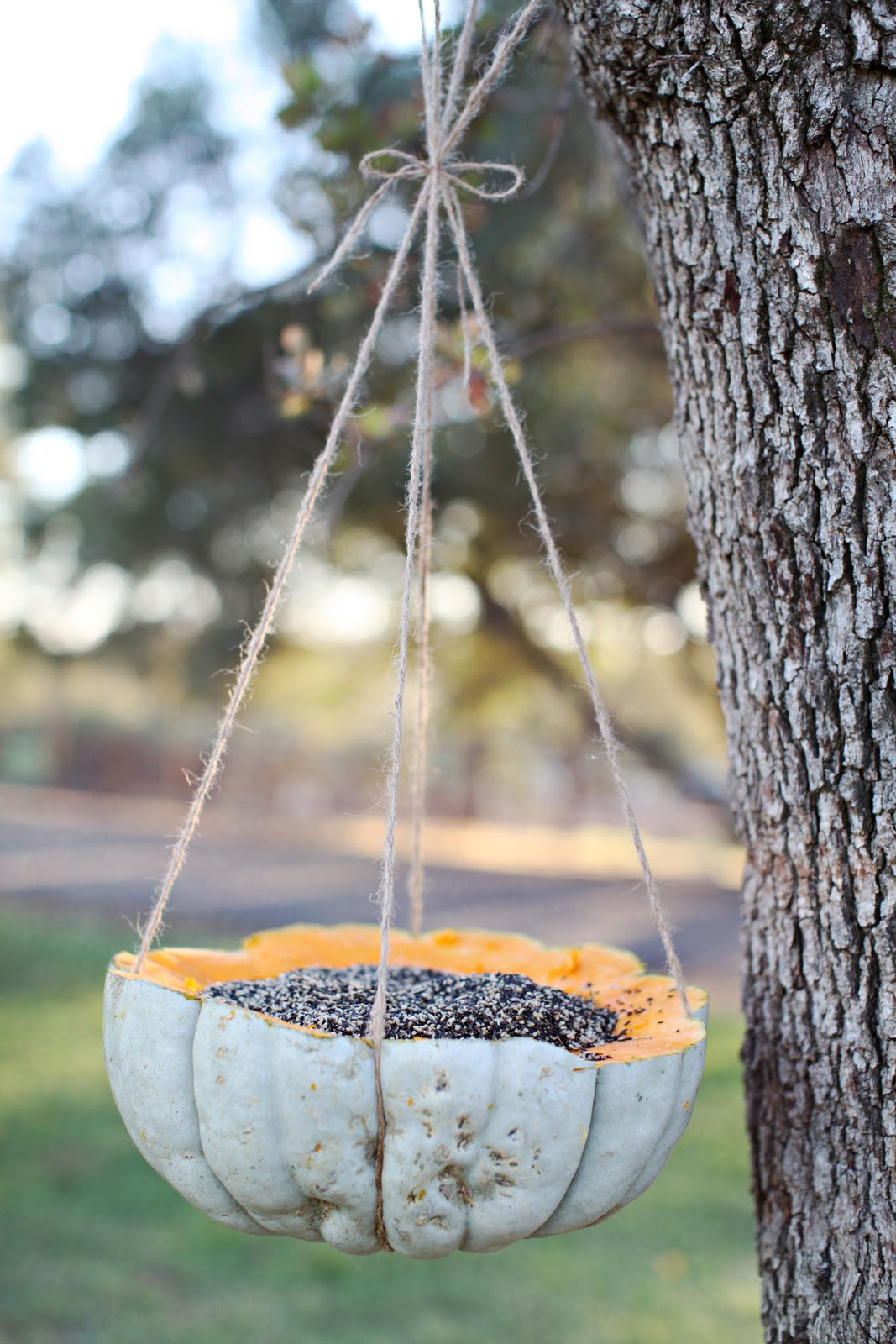 Dreamy Whites: A Pumpkin Bird Feeder Project and a craft book for the kids