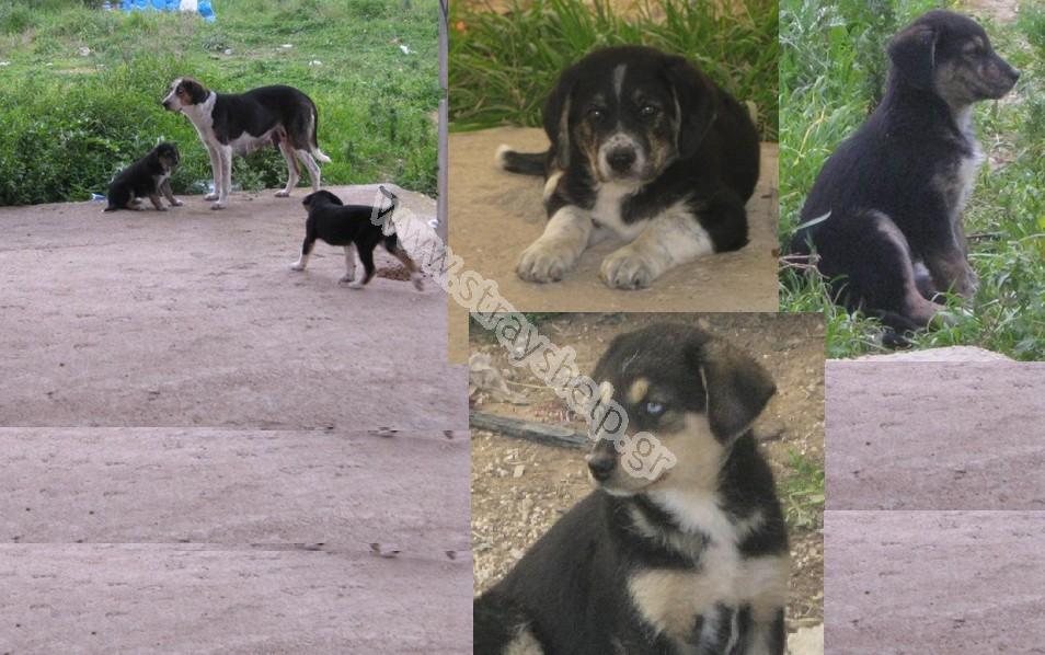 Strays' Help: 03/24/10