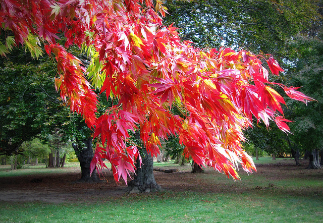 Turmeric & Saffron: Dal Adas-Southern Iranian-Style Red Lentil Soup ...