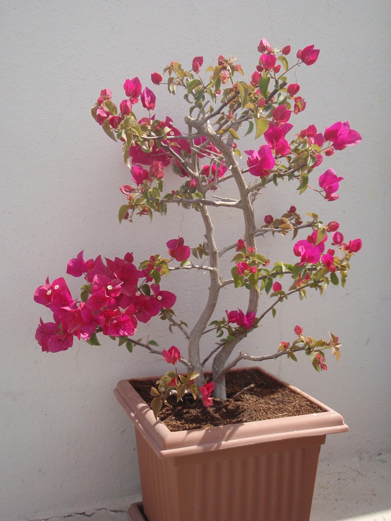 Bloom Cycle of Bougainvillea (Bogan Villa) ~ Simple Dreams