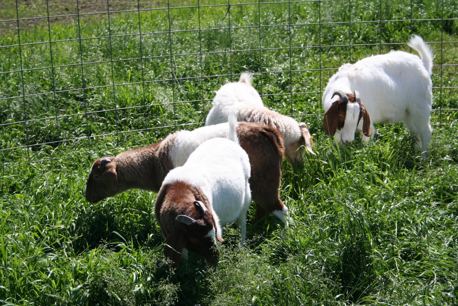 The Madison Club Garden and Farm Project: South African Boar Goats