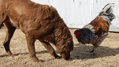 Crosswinds Farm: Rooster Cogburn performs the Chicken Dance
