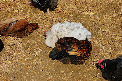 Crosswinds Farm: The undead chickens.