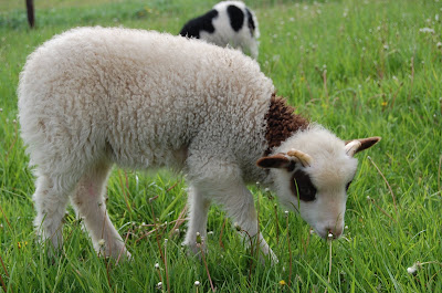 Crosswinds Farm: Weaning time for lambies