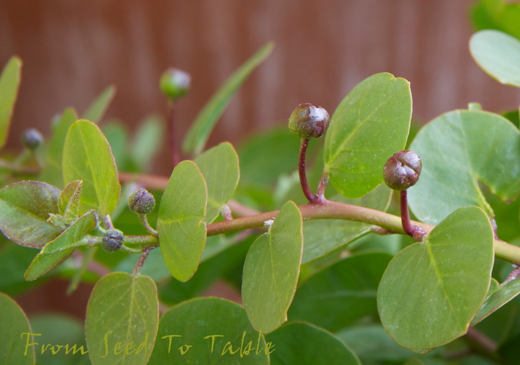 From Seed To Table: Capers