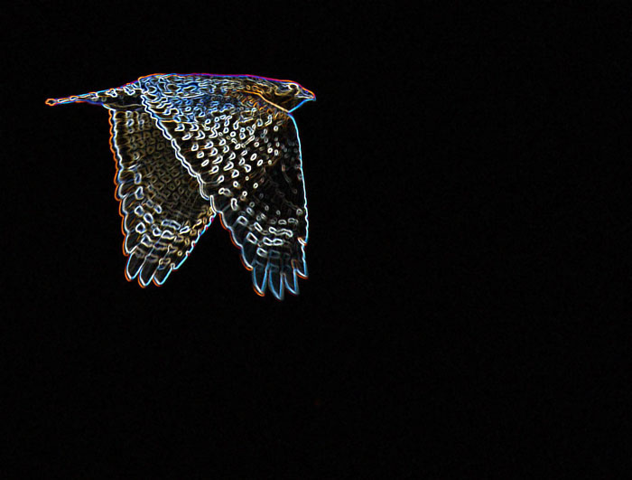 Red and the Peanut: Electronic Bird Art - ElectroBirds!