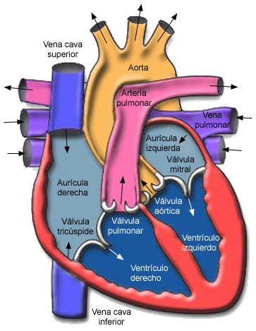 Aleja Arevalo: EL CORAZON Y SUS PARTES