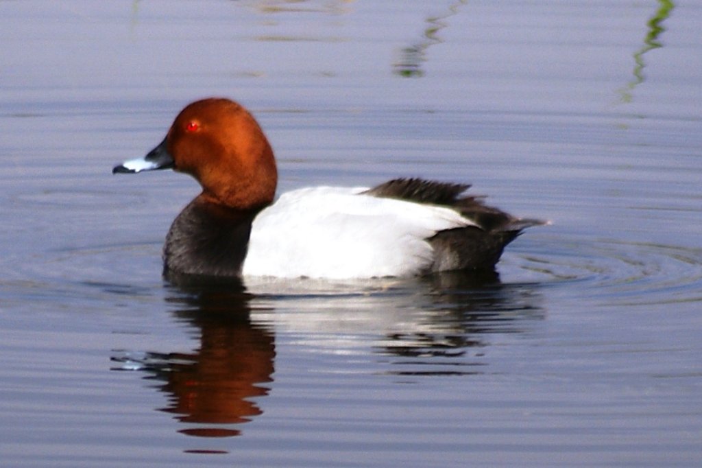 AVES DE ANDALUCÍA: Porrón Común