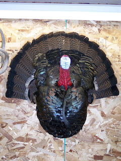 Nick's Garage 402-879-5835: Pile of pictures (coon, cat, steer, deer ...