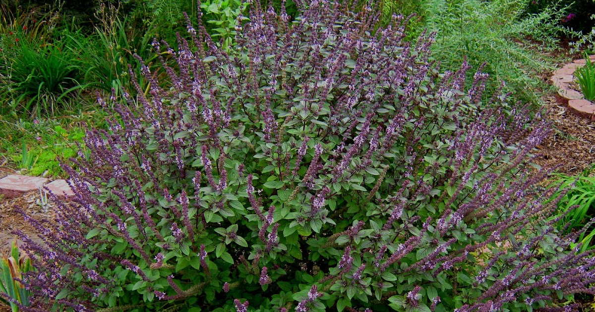 Central Virginia Organic Gardener: African Blue Basil