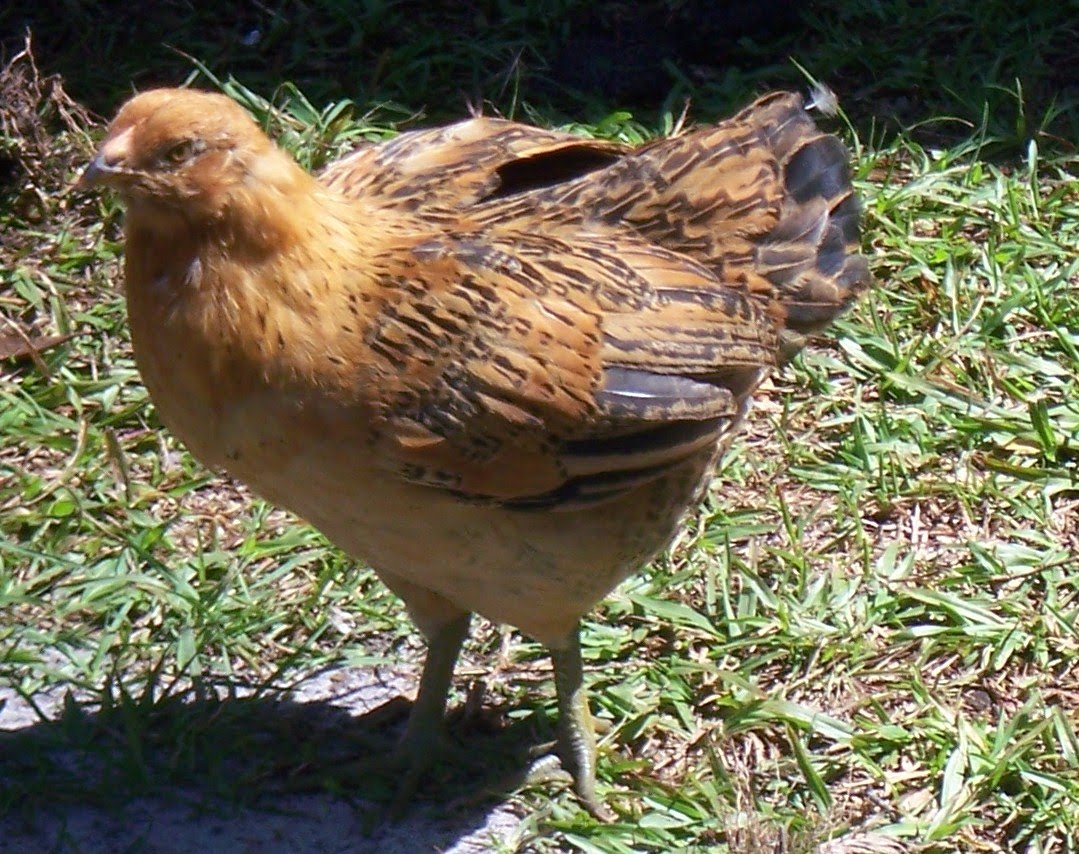 FancyGantz: Six Week Old Chicks